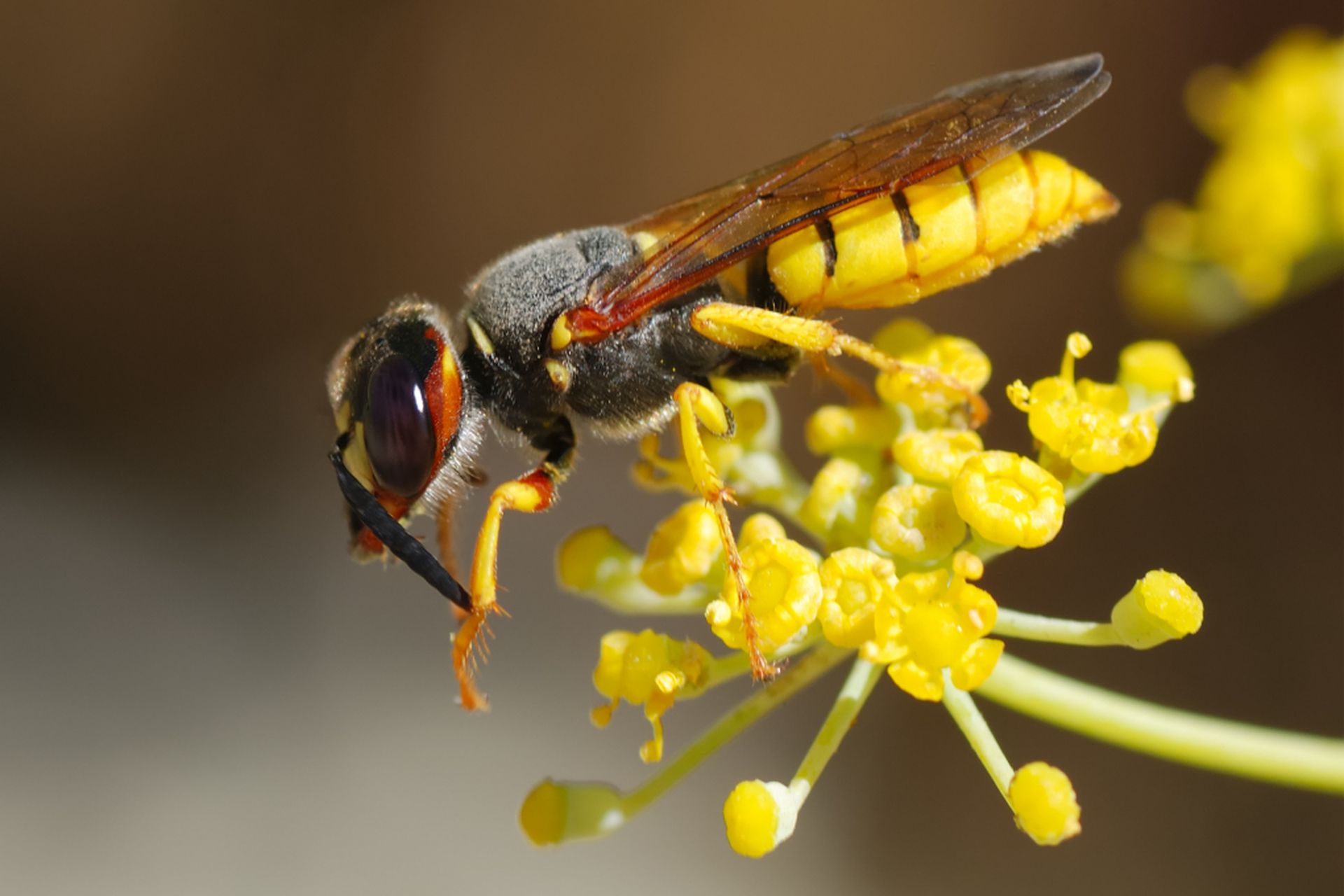 Wasp queens pass down their personalities to worker wasps - The Verge