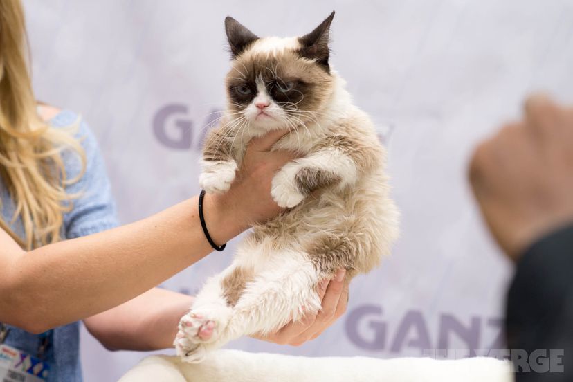 Grumpy Cat, whose grumpiness brought joy to the internet, has died ...