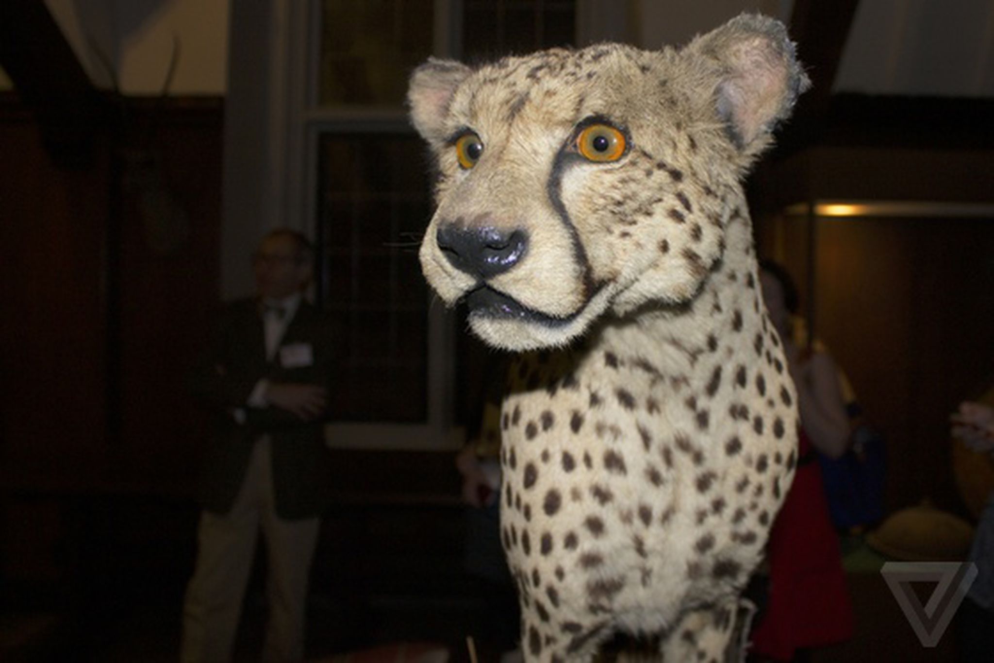 Cheetahs’ ears help them run, and they’re not the only animal whose ...