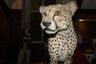 Cheetahs’ ears help them run, and they’re not the only animal whose ...